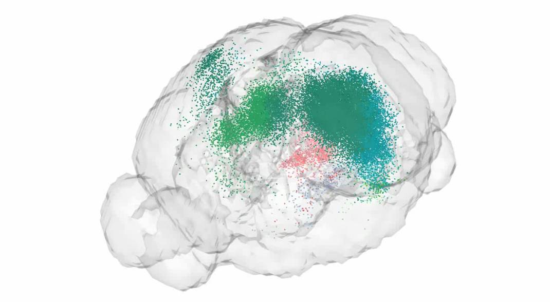 Tools | Rumbaugh Lab
